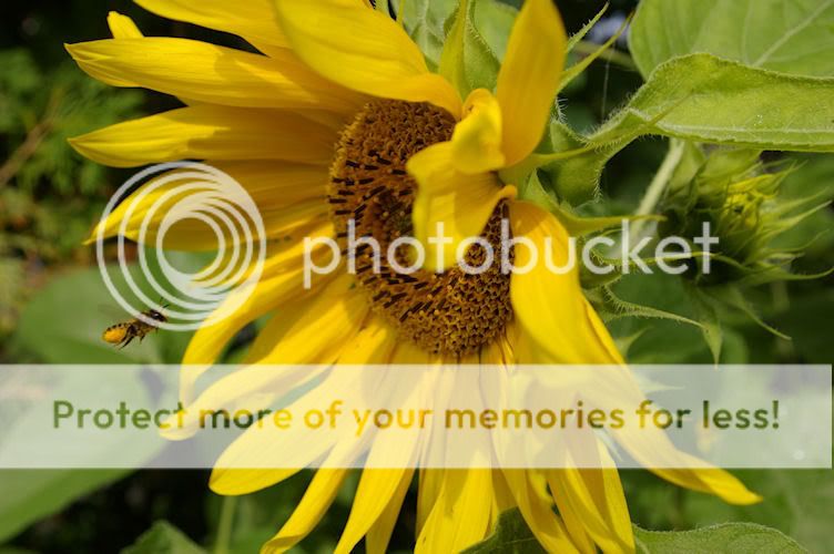 A Wasp & A Sunflower - PentaxForums.com