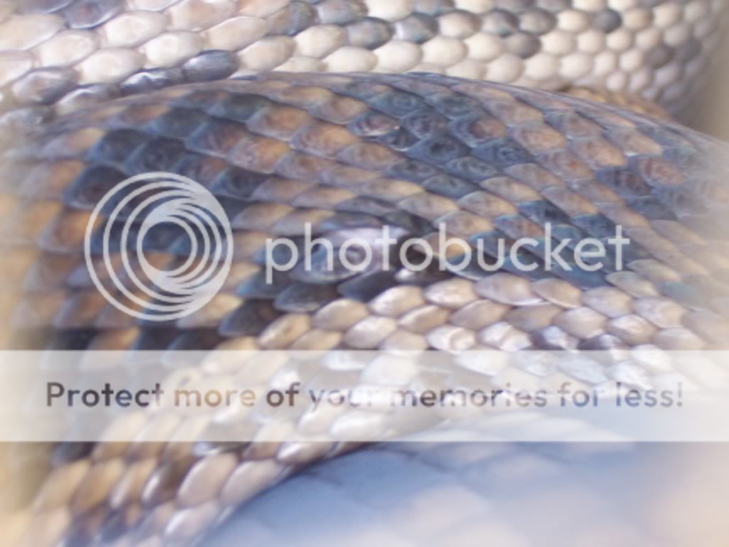 Python Bumps and lumps on skin? | Page 2 | Aussie Pythons & Snakes Forum