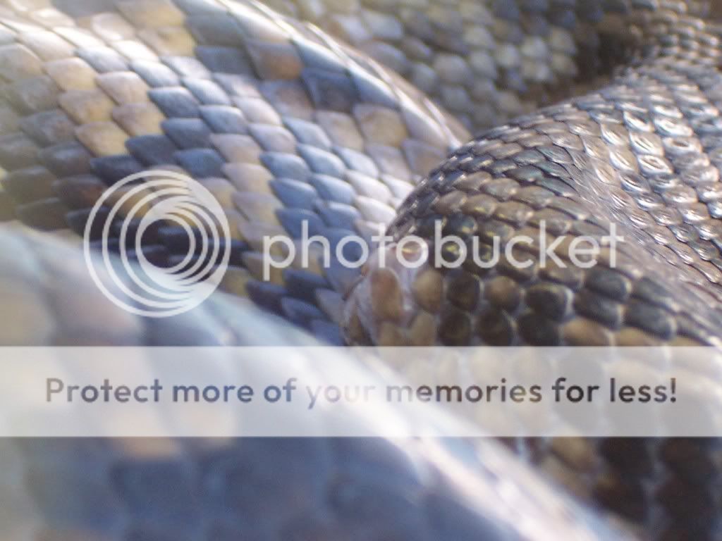 Python Bumps and lumps on skin? | Page 2 | Aussie Pythons & Snakes Forum