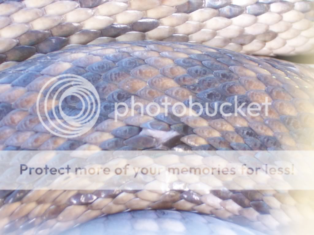 Python Bumps and lumps on skin? | Page 2 | Aussie Pythons & Snakes Forum