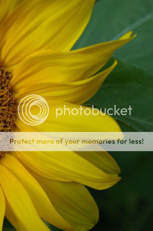 Macro Sunflower - PentaxForums.com